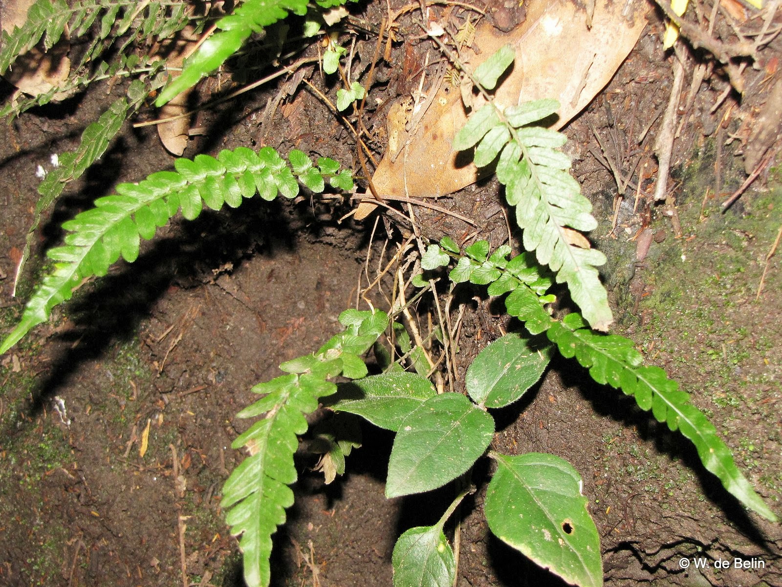 Sydney's Wildflowers and Native Plants: Doodia caudata - Small Rasp Fern.
