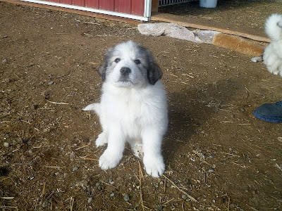 Rural Revolution: Puppy love