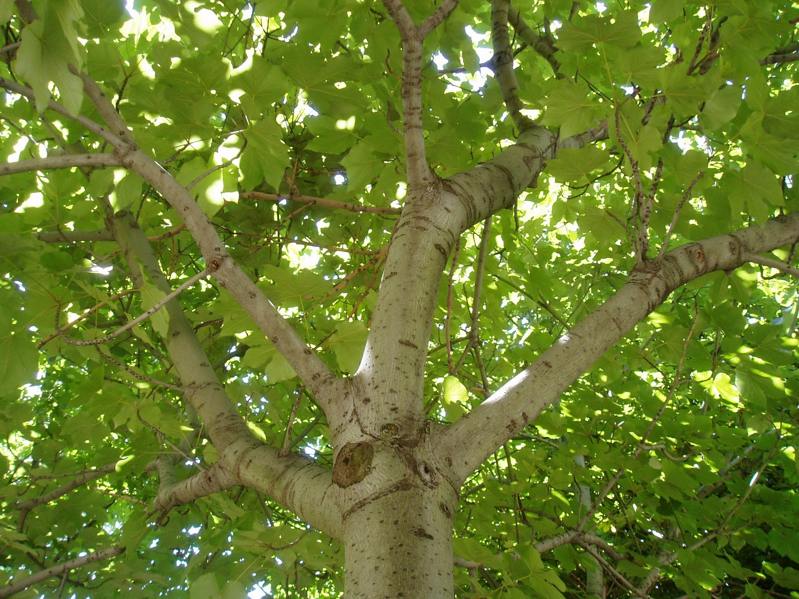 SICOMORO: Acer pseudoplatanus | Plantas rioMoros