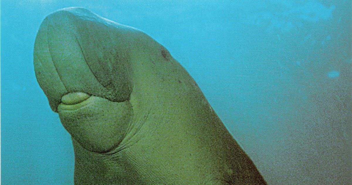 Zoológico Virtual do Koba: Dugongo