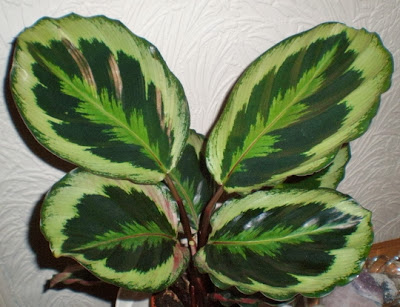 Peces y plantas ornamentales: Calathea Roseopicta - Calatea rosa