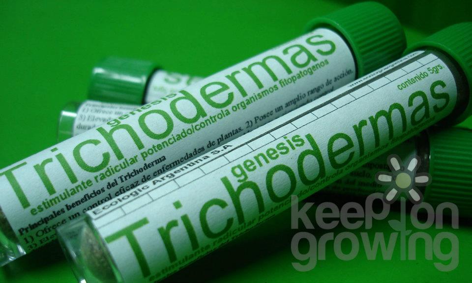 keep on growing (mimamos tus plantas): Trichodermas