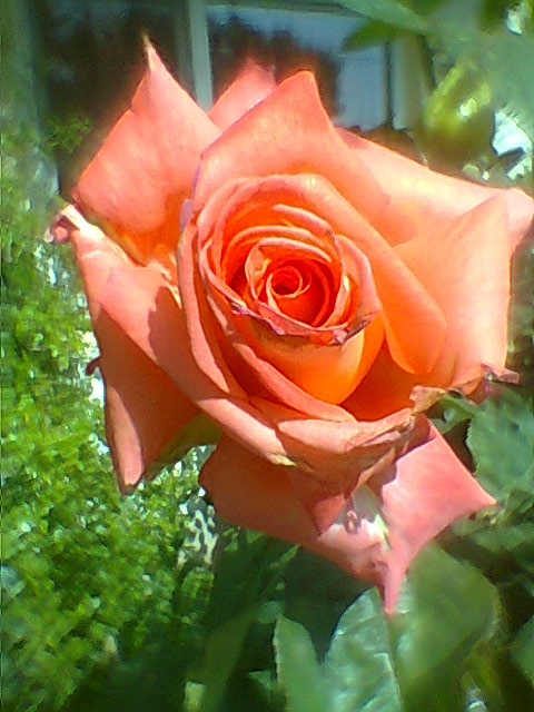 Adriana Hobby: Trandafirii în luna mai 2015