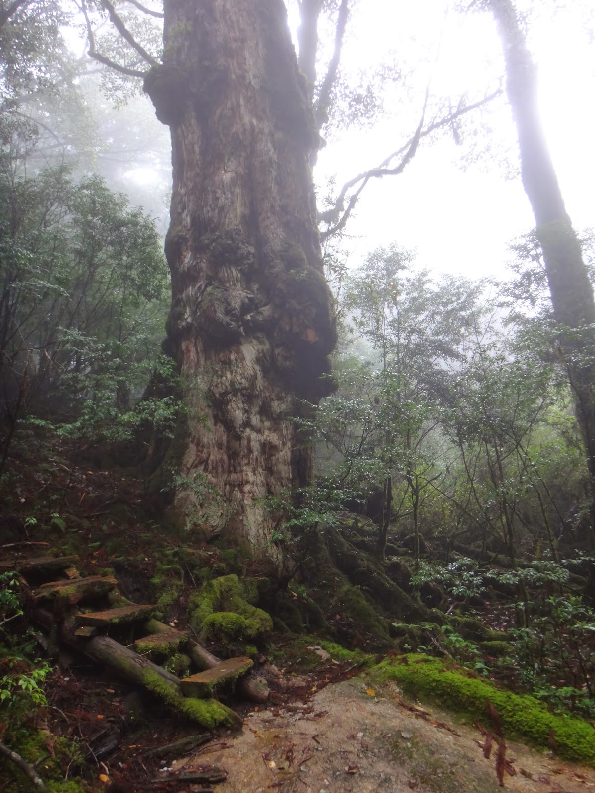 Yakushima Life: Yakusugiland - Overlooked Beauty