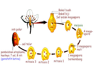 Pembuahan Ganda ~ Wartos Biologi