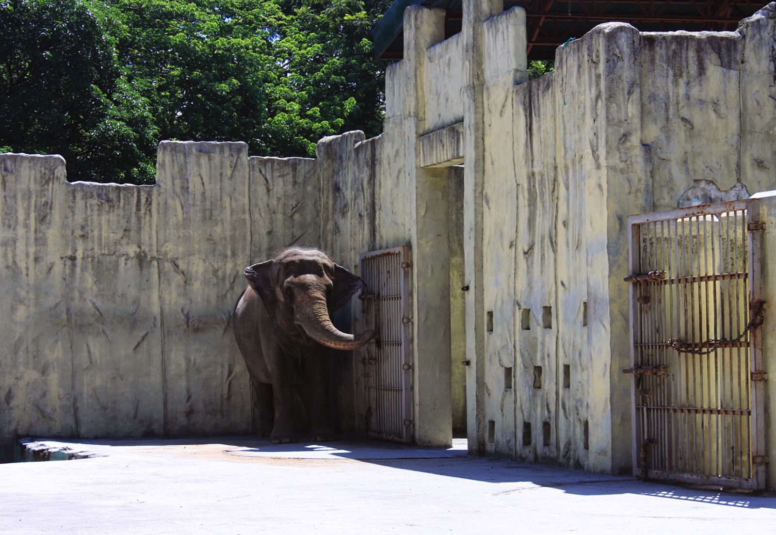 10taku Street: Manila Day at Manila Zoo