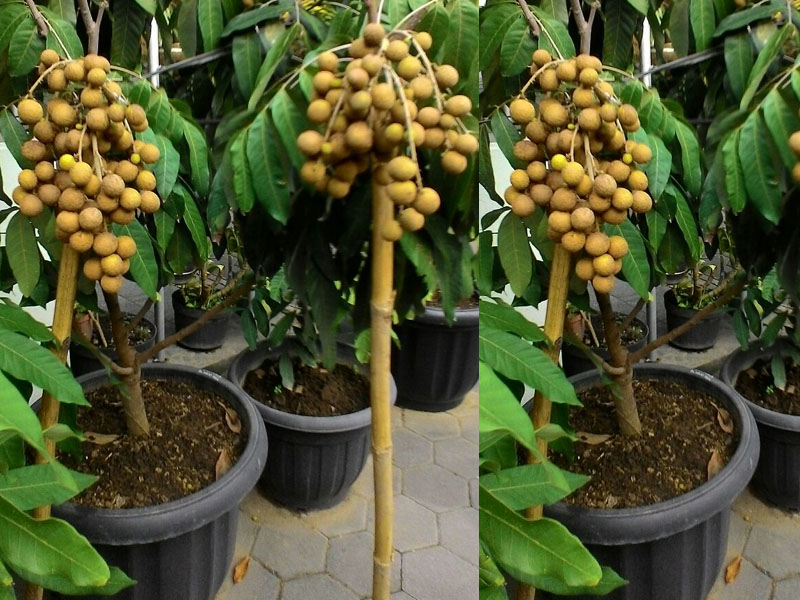 Pengen Memetik Buah Lengkeng di Pot? Begini Caranya ~ Truebus News