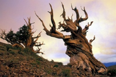 10 Oldest Trees in the World ~ Wonderland