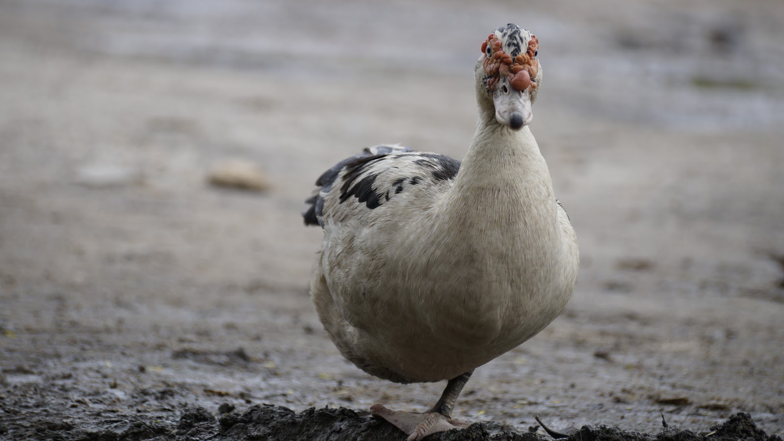 Bata wana tabia gani?