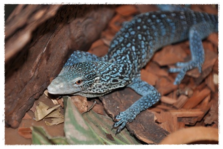 Gambar Biawak | Dunia Binatang