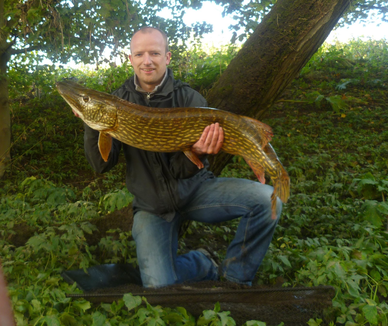 River Angler: A pb pike of 24lb 15oz - stunning river fish!