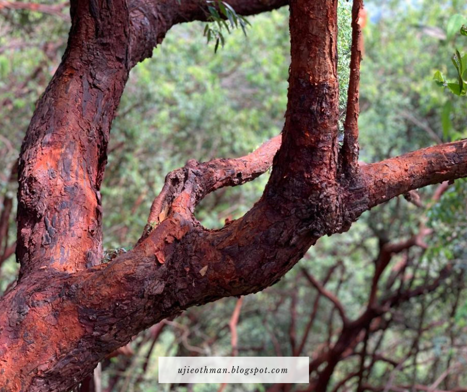 Titian Perjalanan : February 2019
