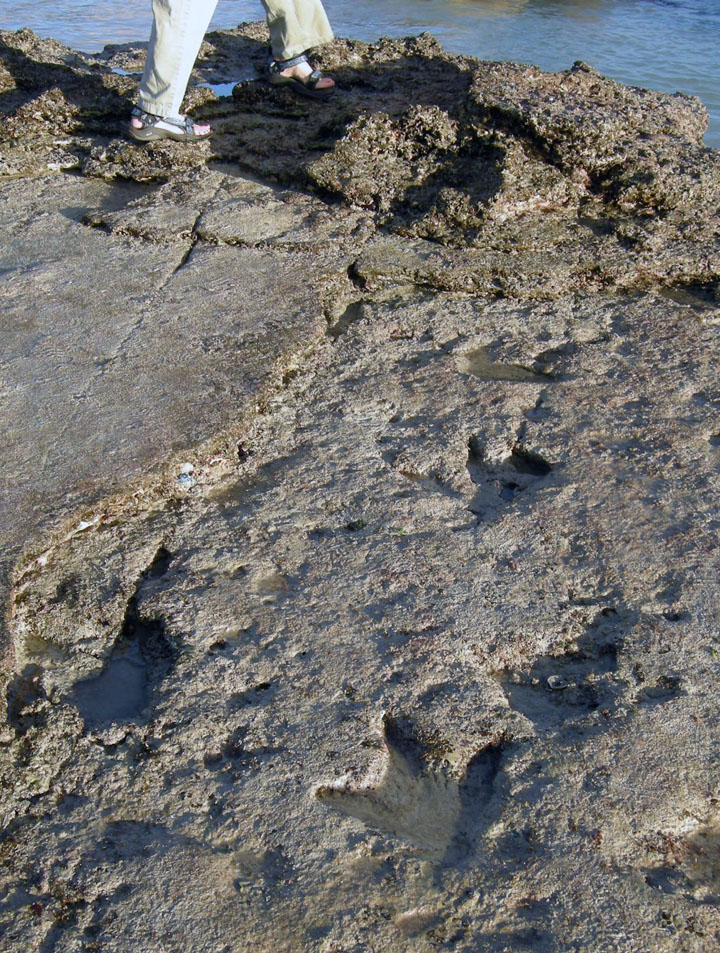 The Great Cretaceous Walk: The Dinosaur Tracks of Western Australia May ...
