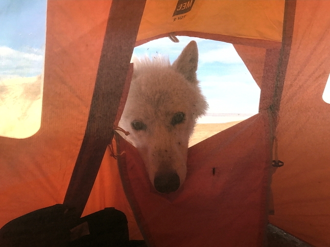White Wolf : A curious Arctic wolf visits Ottawa biologist in his tent