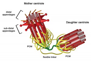 Gambar Organel Sel Hewan dan Tumbuhan - Mr BLOG