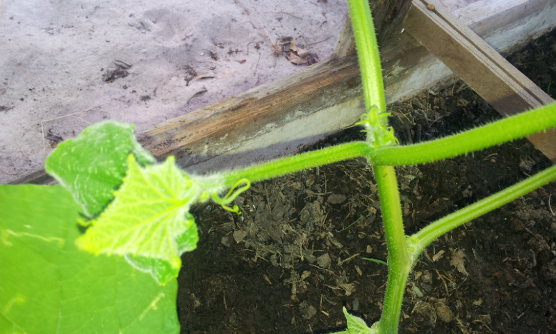 MITIKI -KILIMO KWANZA: KILIMO BORA CHA MATANGO - KWENYE VYOMBO