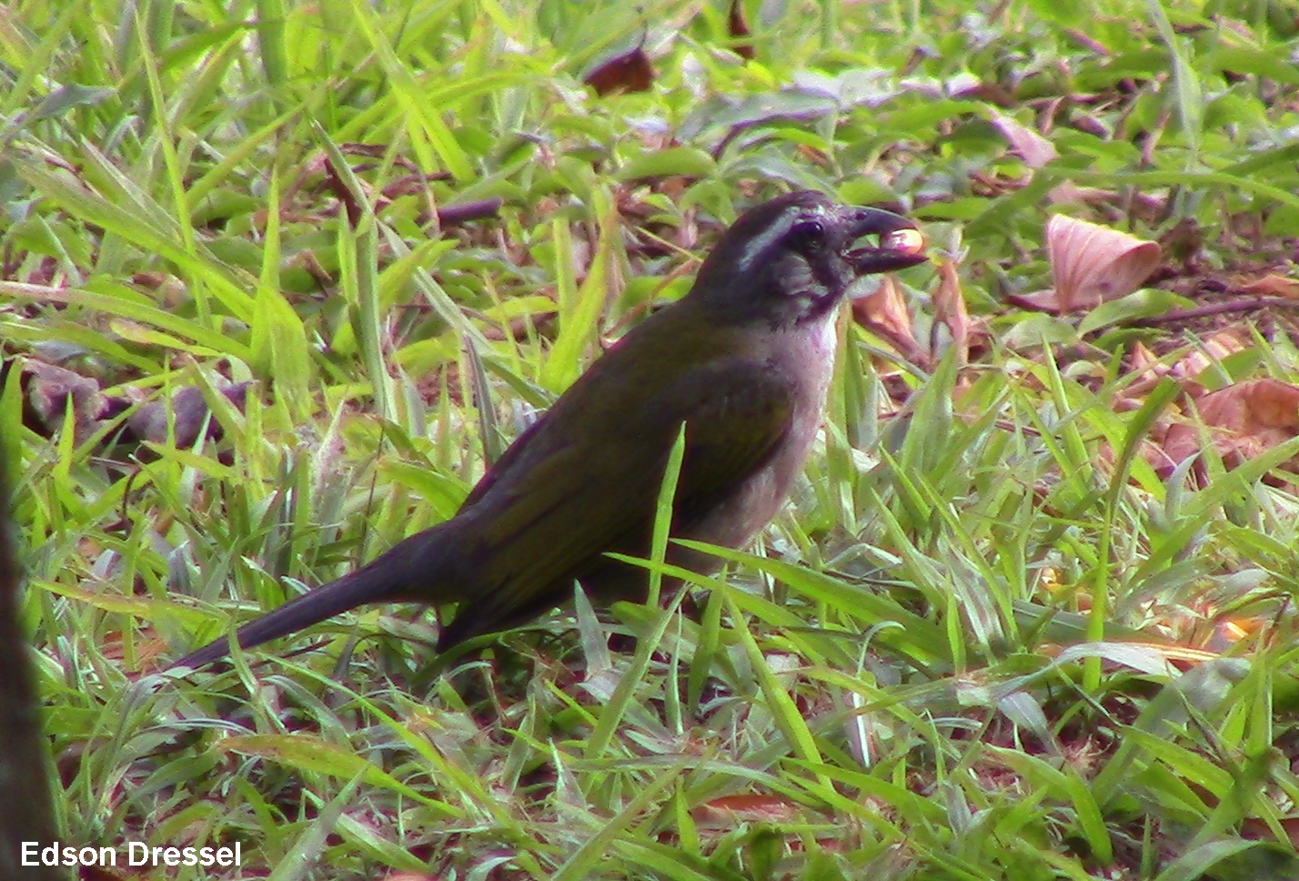 COAMA - Clube dos Observadores de Aves da Mata Atlântica - Joinville ...