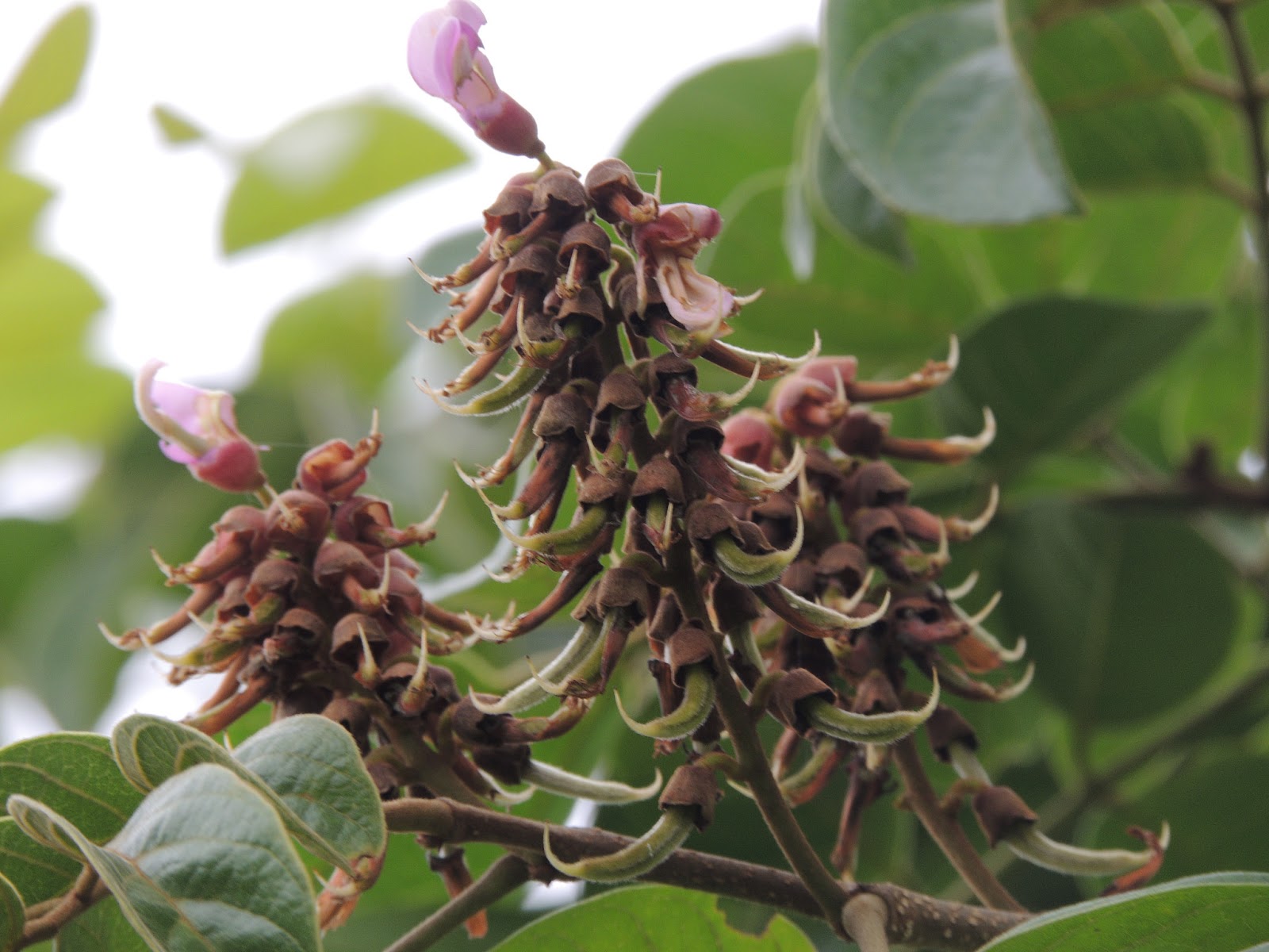 Fabaceae - Leguminosae: Fabaceae - Lonchocarpus cultratus (Vell.) A.M.G ...