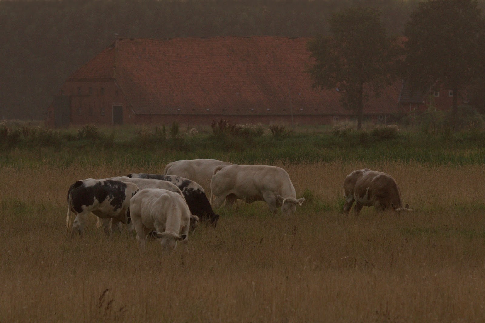 Natuurfoto Westerwolde: Koeien grazen in de Gaast