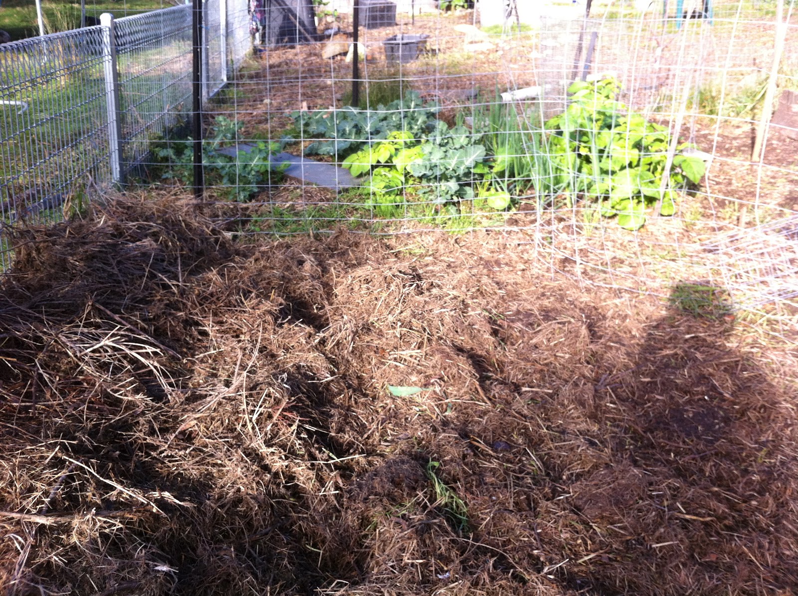 someperspective-healthandlifestyle: How to create a 'no dig' potato patch