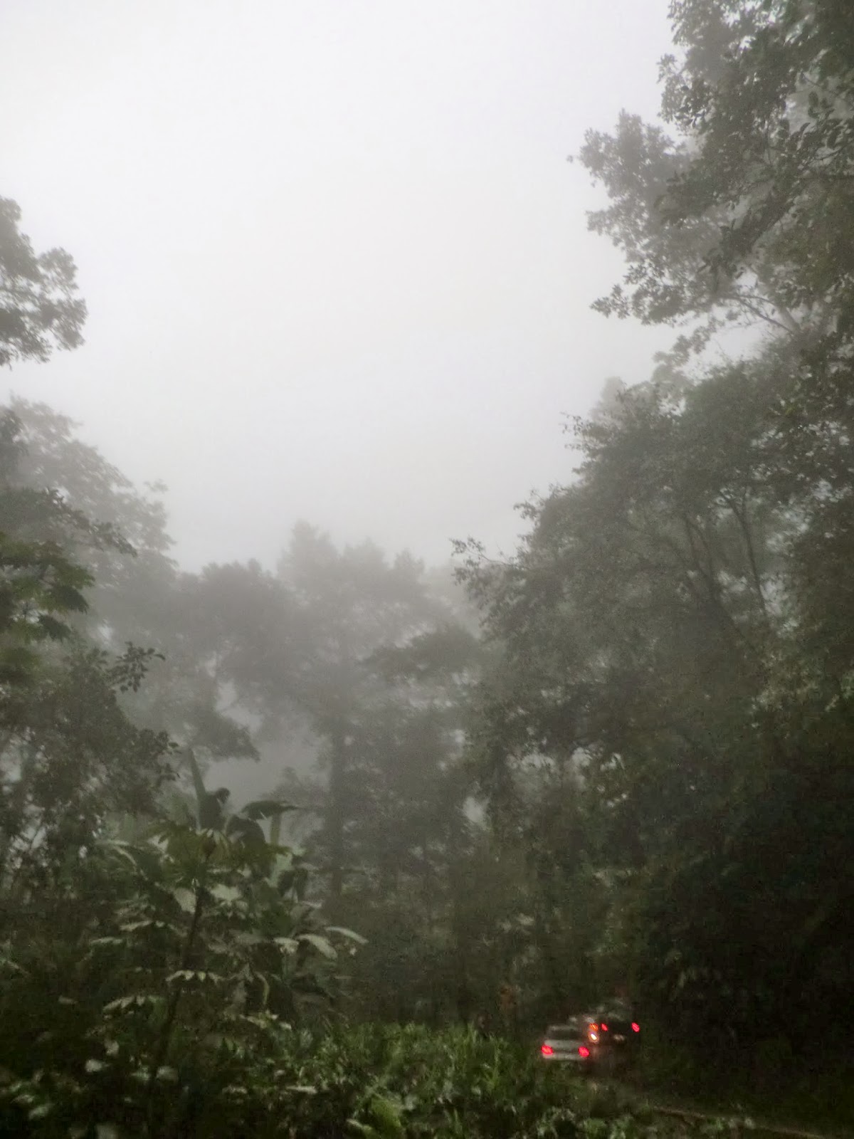 Postales de AYRE Venezuela: ¿Conoces el bosque nublado del Parque ...