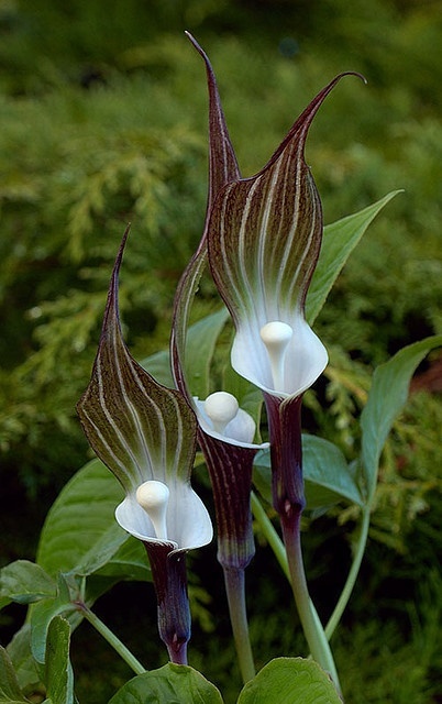 Beautiful Arisaema sikokianum | Flowers and Gardens