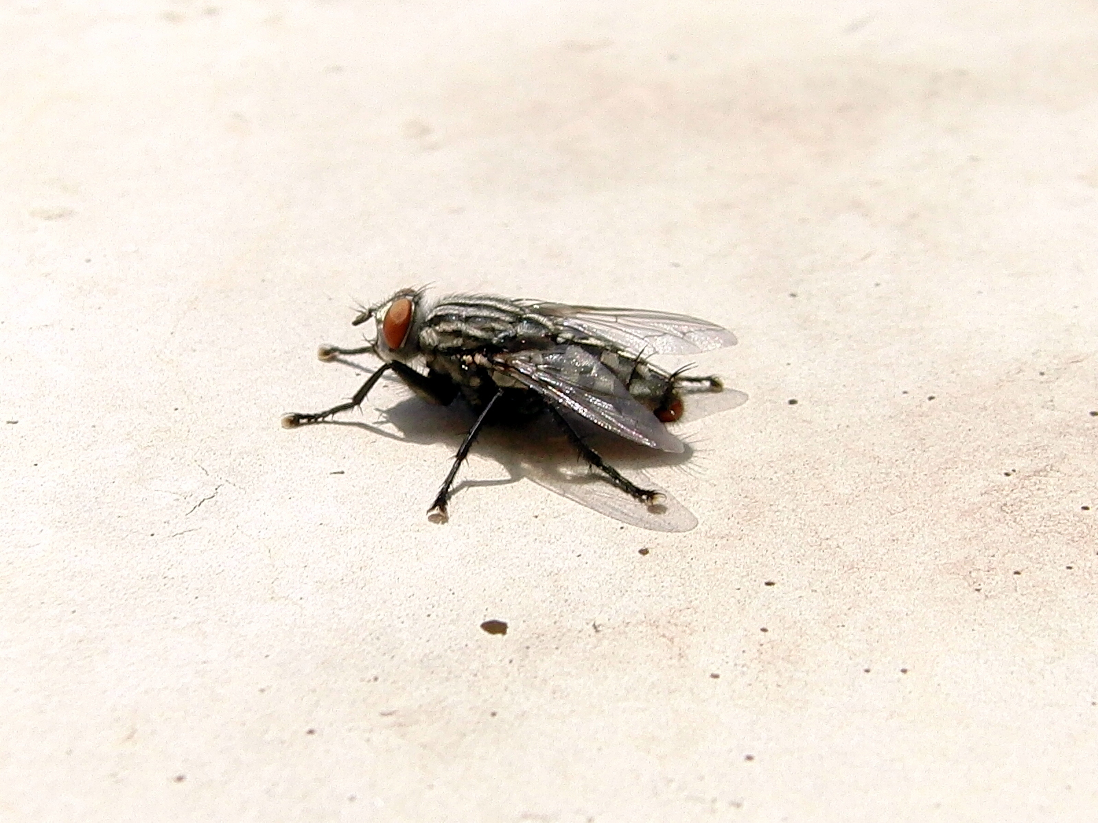 VILLENATURA: Sarcophaga carnaria