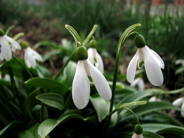 L'orto dei colori: Ultimi bucaneve