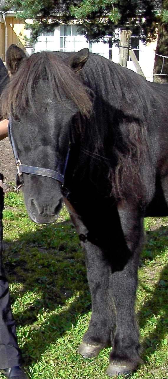 Stall Älvasjö: Kolur frá Hömrum 24 år