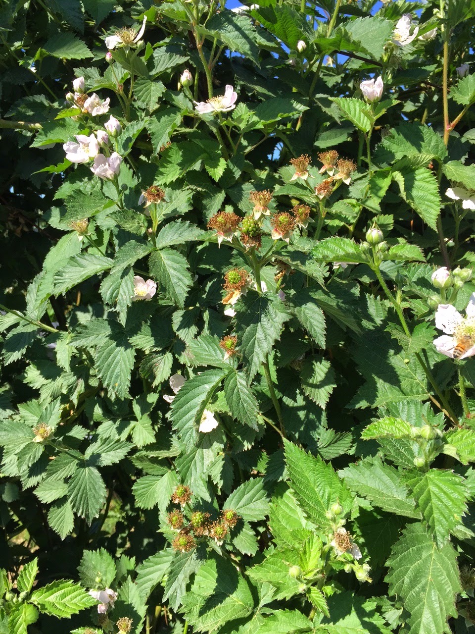 Team Rubus: How can I tell the difference between a primocane and ...