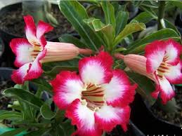 Terbaru 11+ Gambar Jenis Bunga Adenium - Gambar Bunga Indah