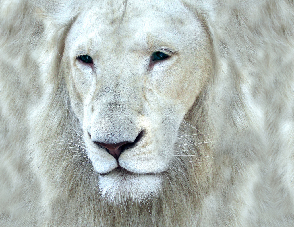 Curiosidades del Mundo: Fotos del extraño León Blanco (Panthera leo ...