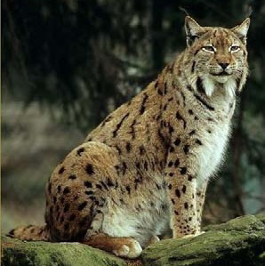 Wild and domestic animals worldwide: Rasul wild animal - Linx pardinus