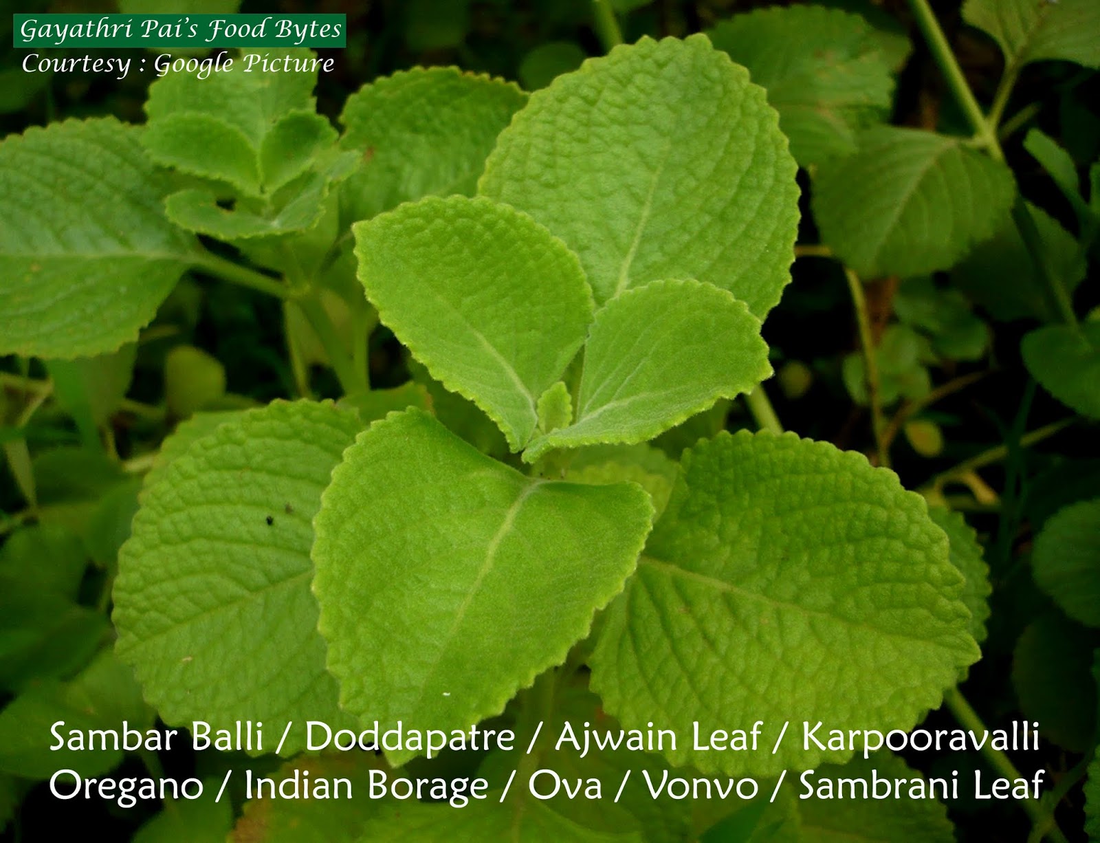 Gayathri Pai's Food Bytes: Sambar Balli Panna / Ajwain Leaves Kadhi (saar).