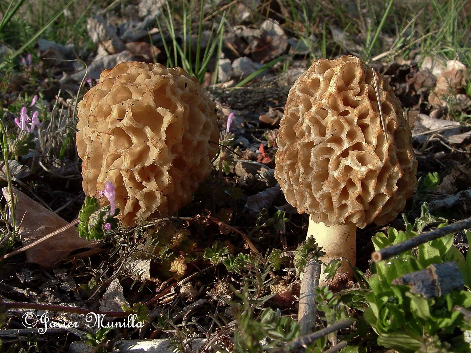 NATURALEZA DESDE SIGÜENZA: COLMENILLAS, LAS REINAS DE LA PRIMAVERA