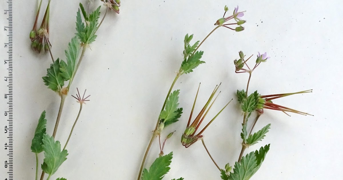 HERBARIO VIRTUAL DE BANYERES DE MARIOLA Y ALICANTE: Erodium chium ...