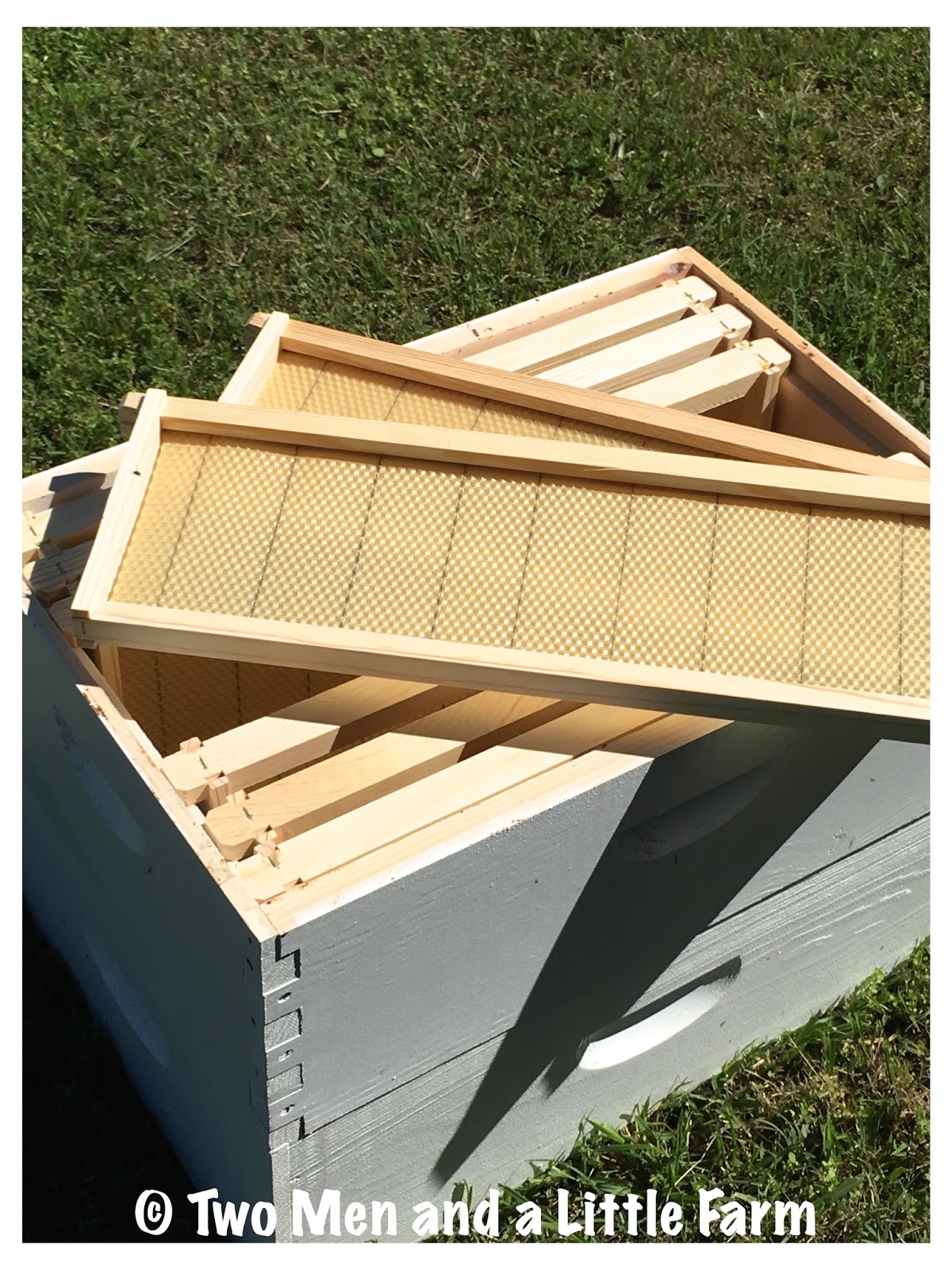 Two Men and a Little Farm: BEE READY AND LADYBUGS