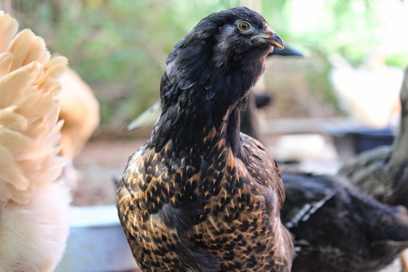 Raising Chickens: Spider's Progress