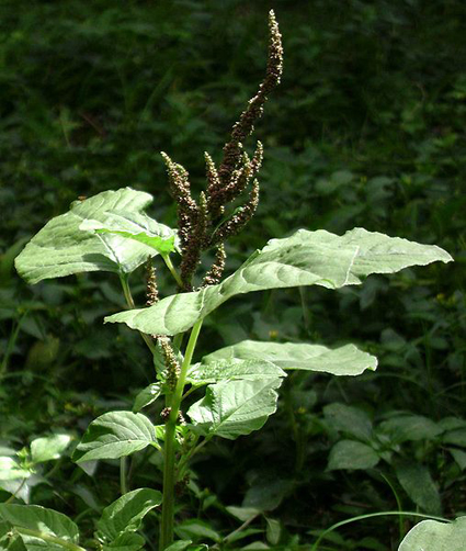Flavors of Brazil: VEGETABLES OF BRAZIL - Green Amaranth (Caruru or Bredo)