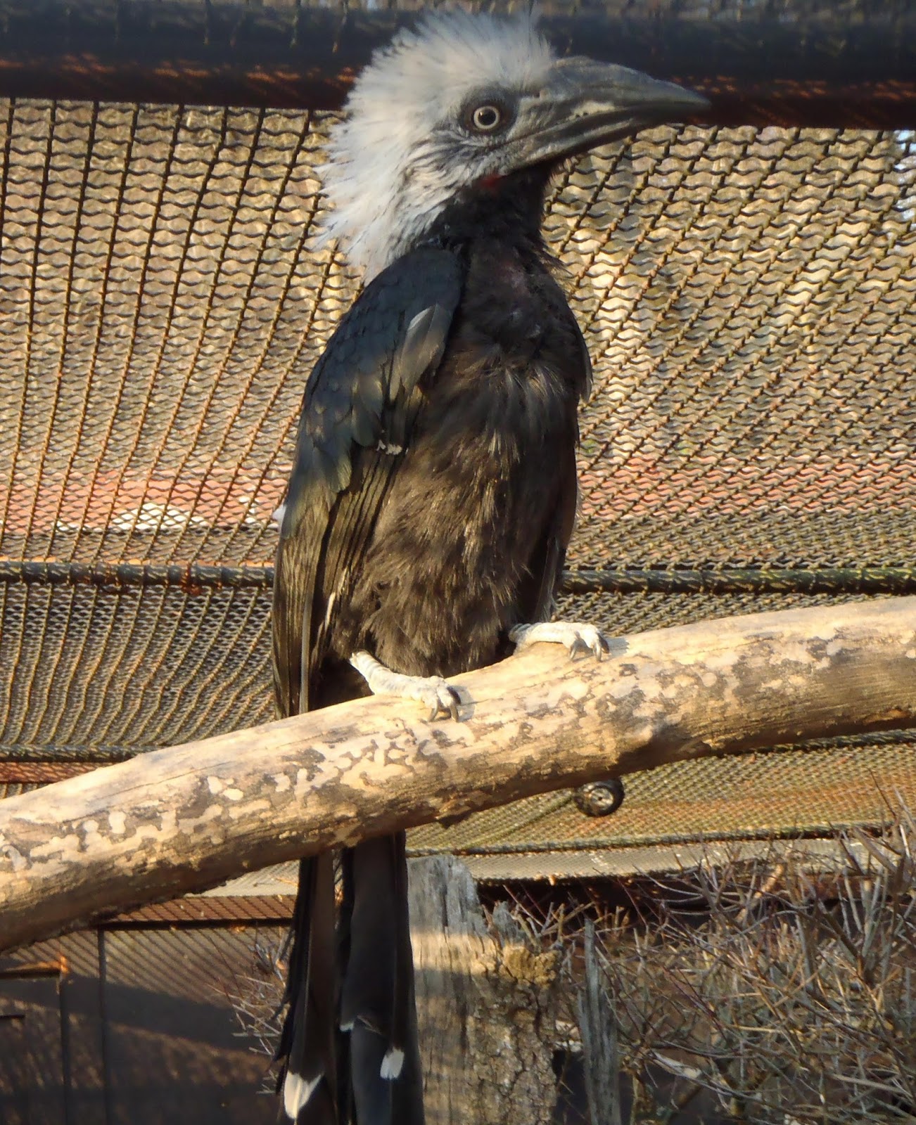 pan-Aves: Dinosauři v Zoo Praha, díl 3. – Afroaves