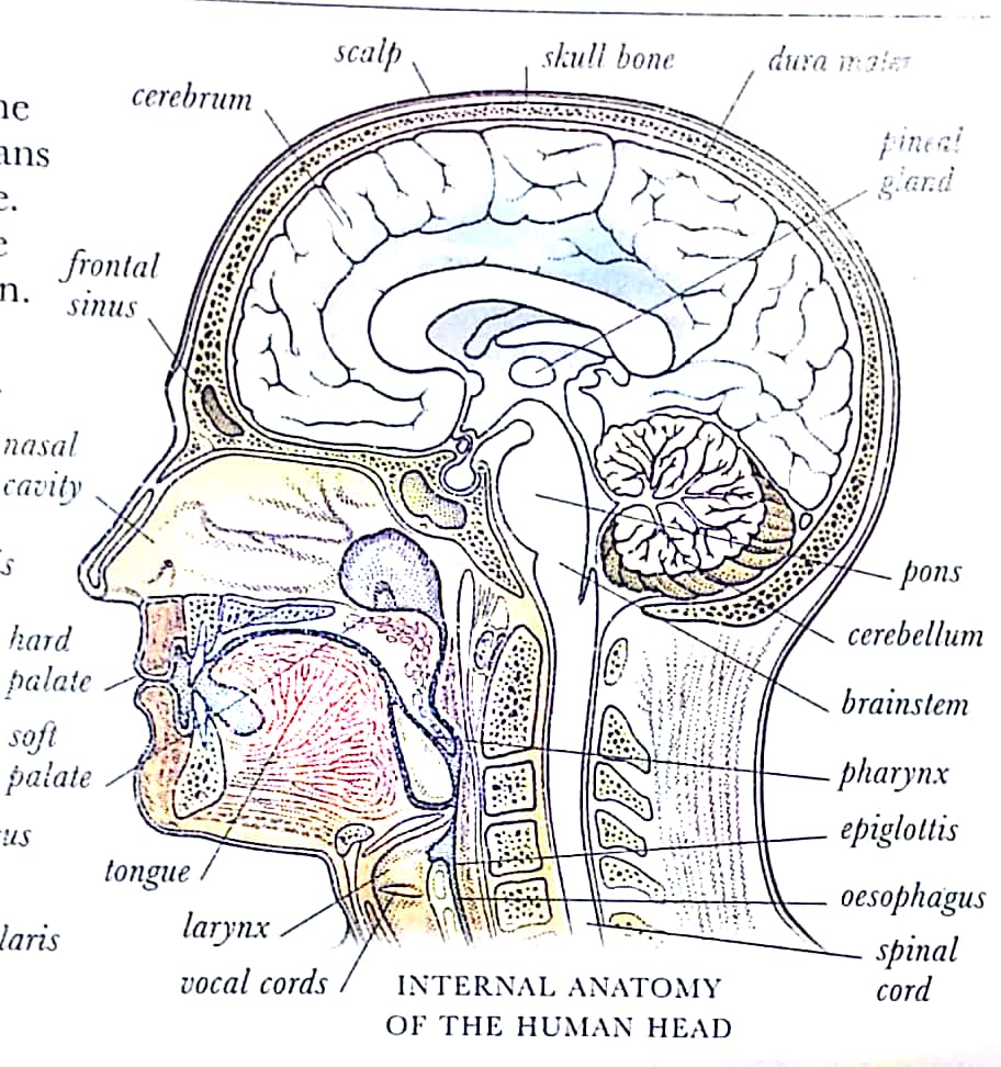 Human Body structure: HEAD