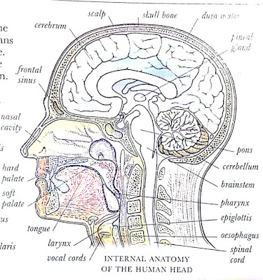 Human Body structure: HEAD