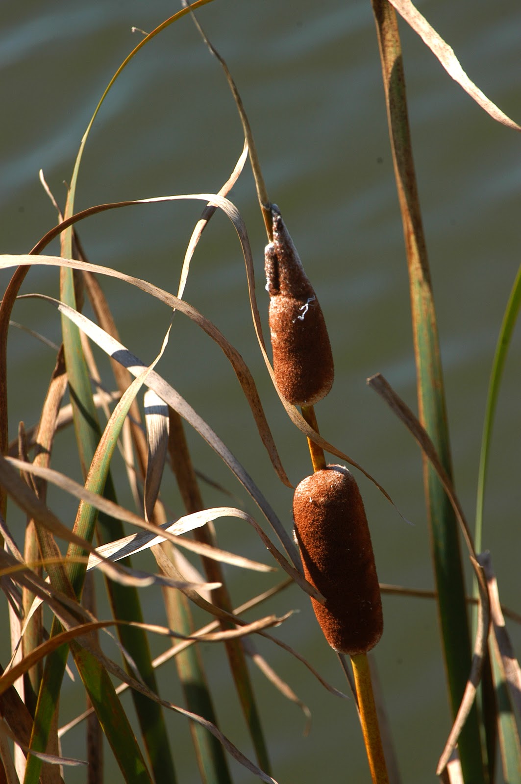 fromtheeditr: Photo of the Day: The Noble Corndog Plant