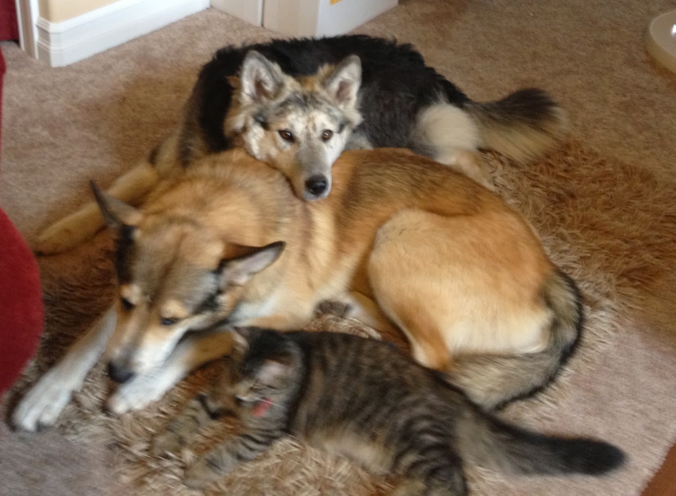 Alaskan Malamute Wolf Hybrids