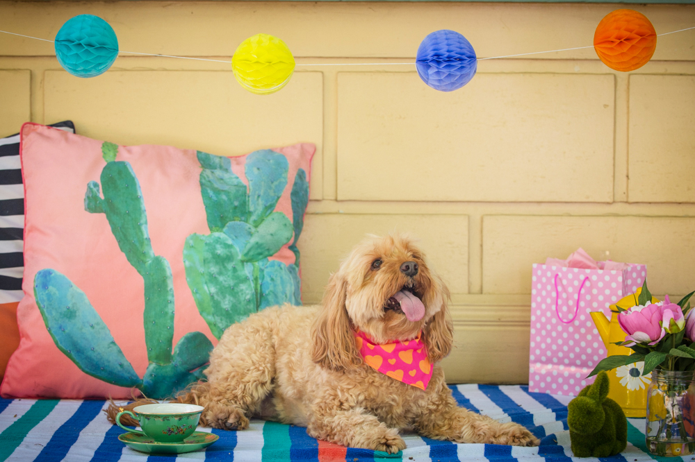 Aussie Pets are Pampered Pets | Australian Dog Lover