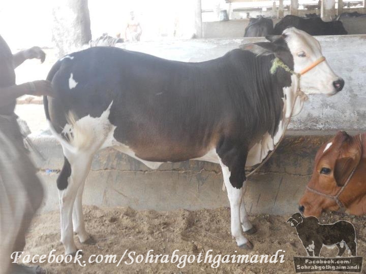 Sohrab Goth Gai Mandi Photos Gallery: Nagori Cattle Farm 2012