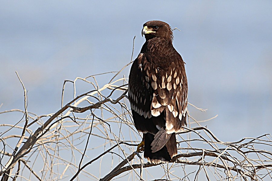 Birds of Saudi Arabia: Greater Spotted Eagles – Sabkhat Al Fasl
