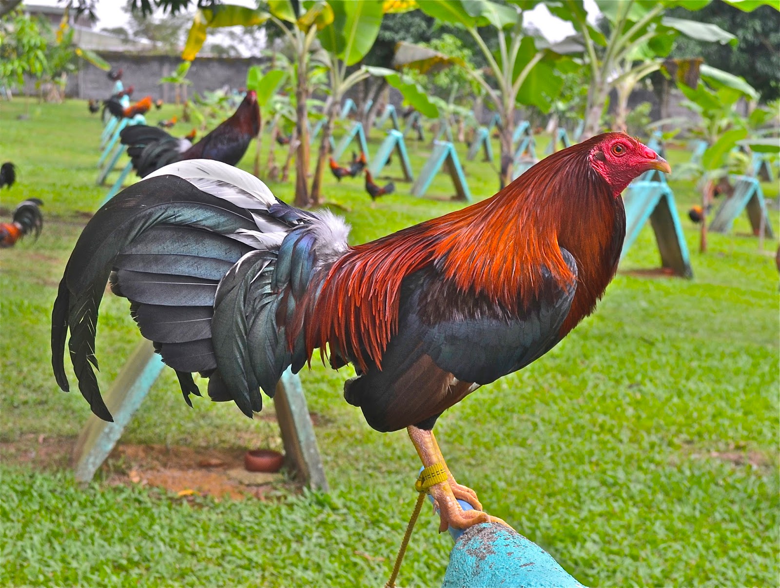 manok panabong - philippin news collections