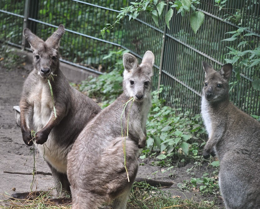 ZOOTOGRAFIANDO (6.100 ANIMALS): WALARÓ ORIENTAL / EASTERN WALLAROO ...