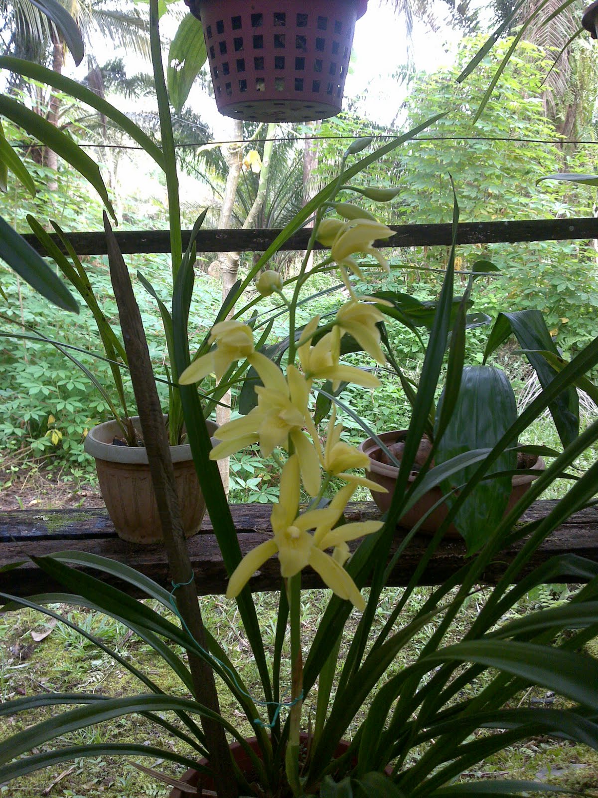 orkid liar : bunga orkid liar orkid tanah